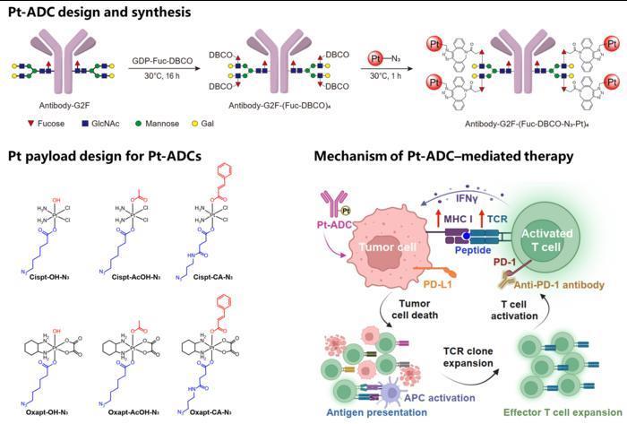 Platinum-antibody conjugates improve cancer immunotherapy with reduced ...