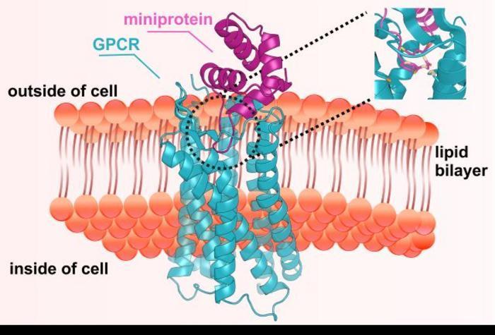 AI-assisted protein design creates miniproteins targeting GPCRs | Drug ...