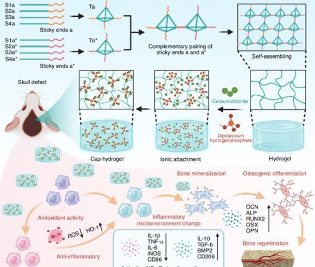 Mineralised DNA hydrogel shows promise for bone defect repair and ...