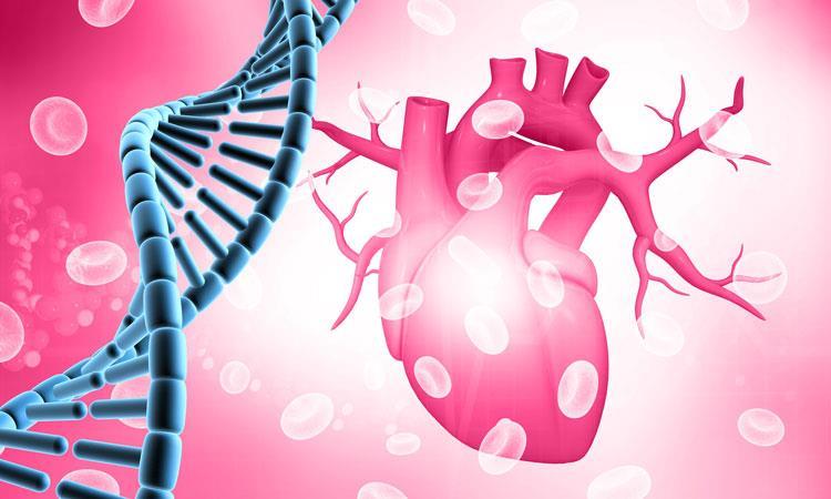Advancing the understanding of rare heart conditions | News | Drug ...