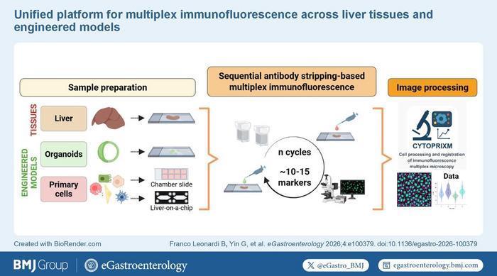 Multiplex immunofluorescence workflow enables accessible spatial ...